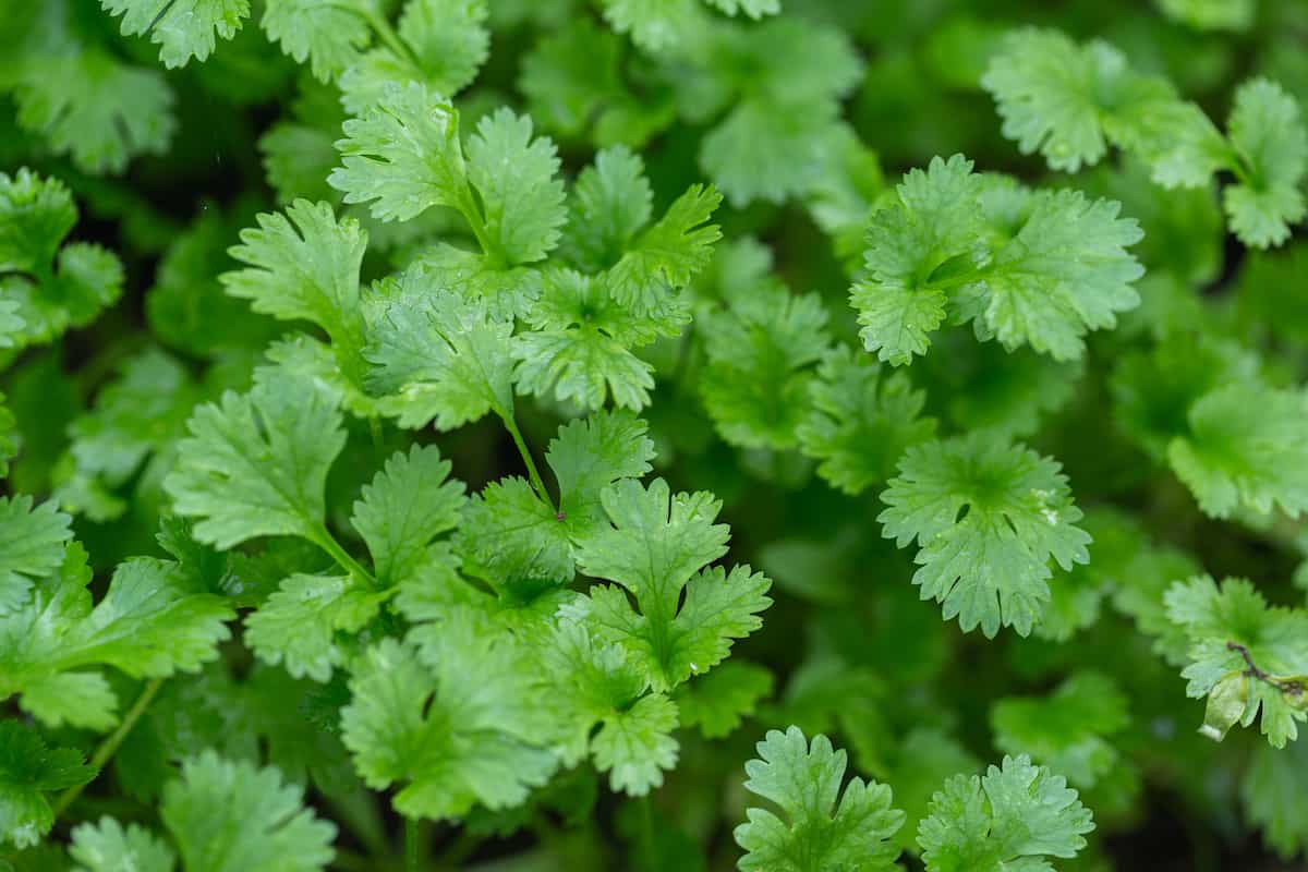 How to Plant Cilantro - Minneopa Orchards