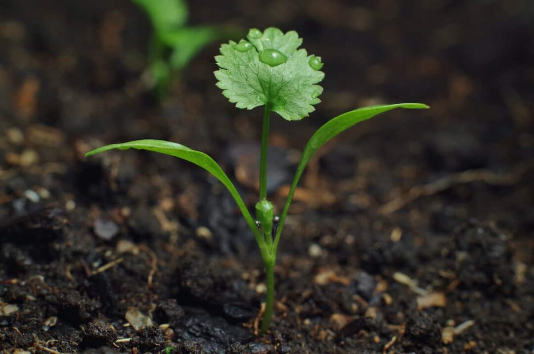 How to Plant Cilantro - Minneopa Orchards