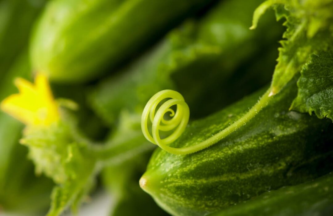 Straight Eight Cucumbers - Minneopa Orchards