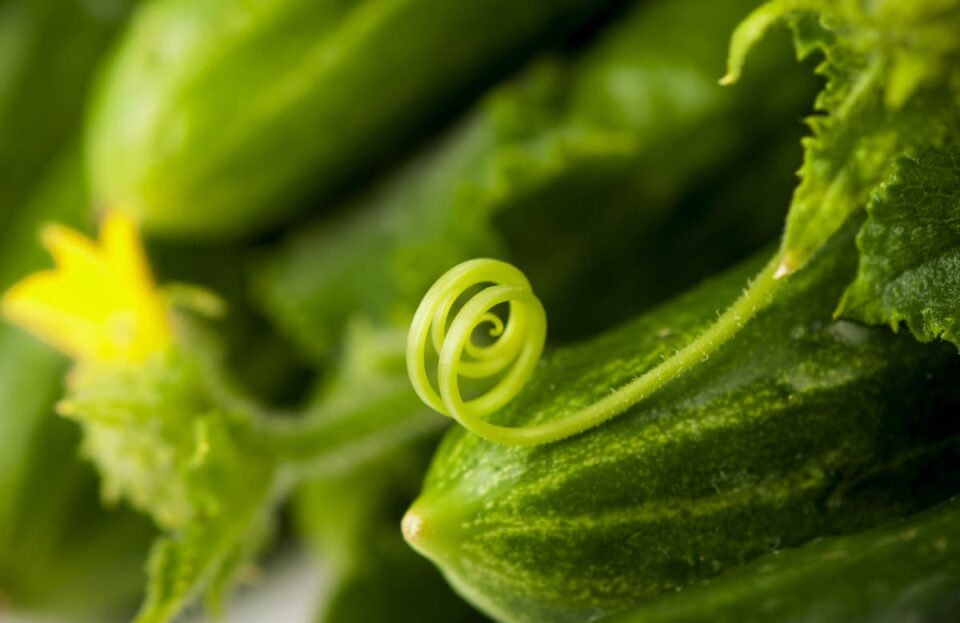 All About Little Leaf Cucumbers - Minneopa Orchards