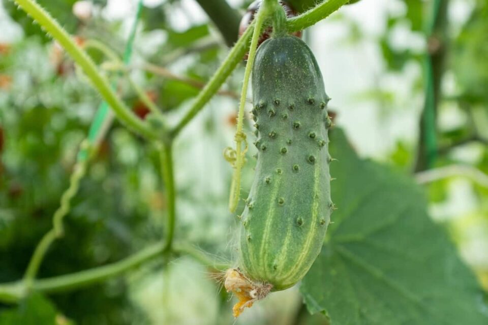 Salad Bush Cucumbers - Minneopa Orchards