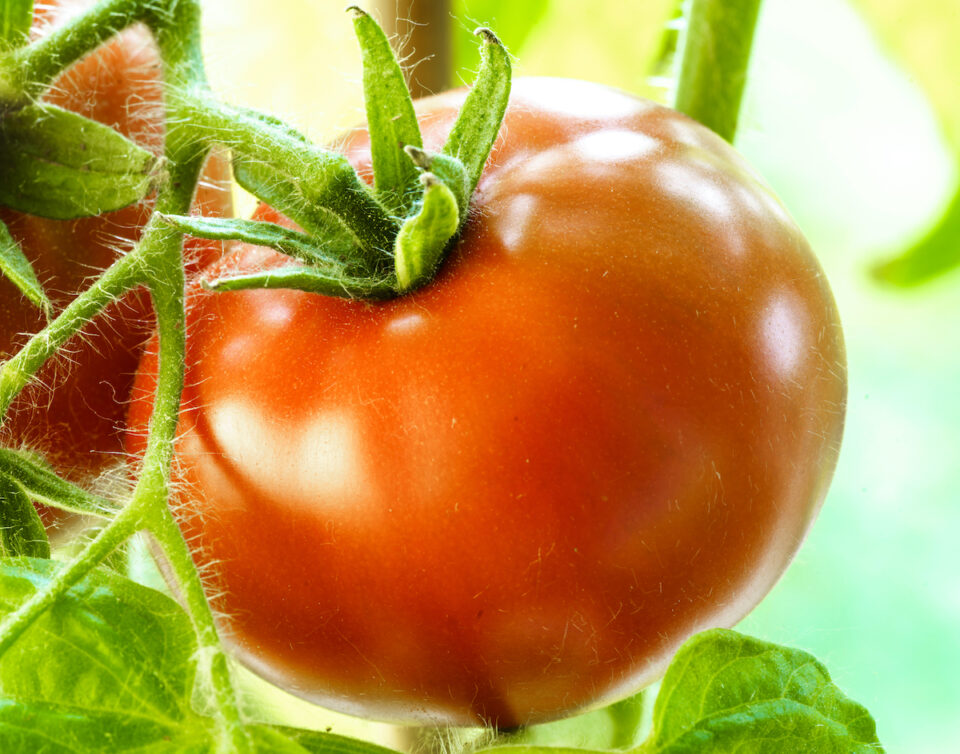 All About the Mountain Fresh Tomato - Minneopa Orchards