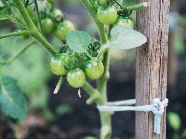 The Best Tomato Twine Tie for Tying Up Your Tomatoes - Minneopa Orchards