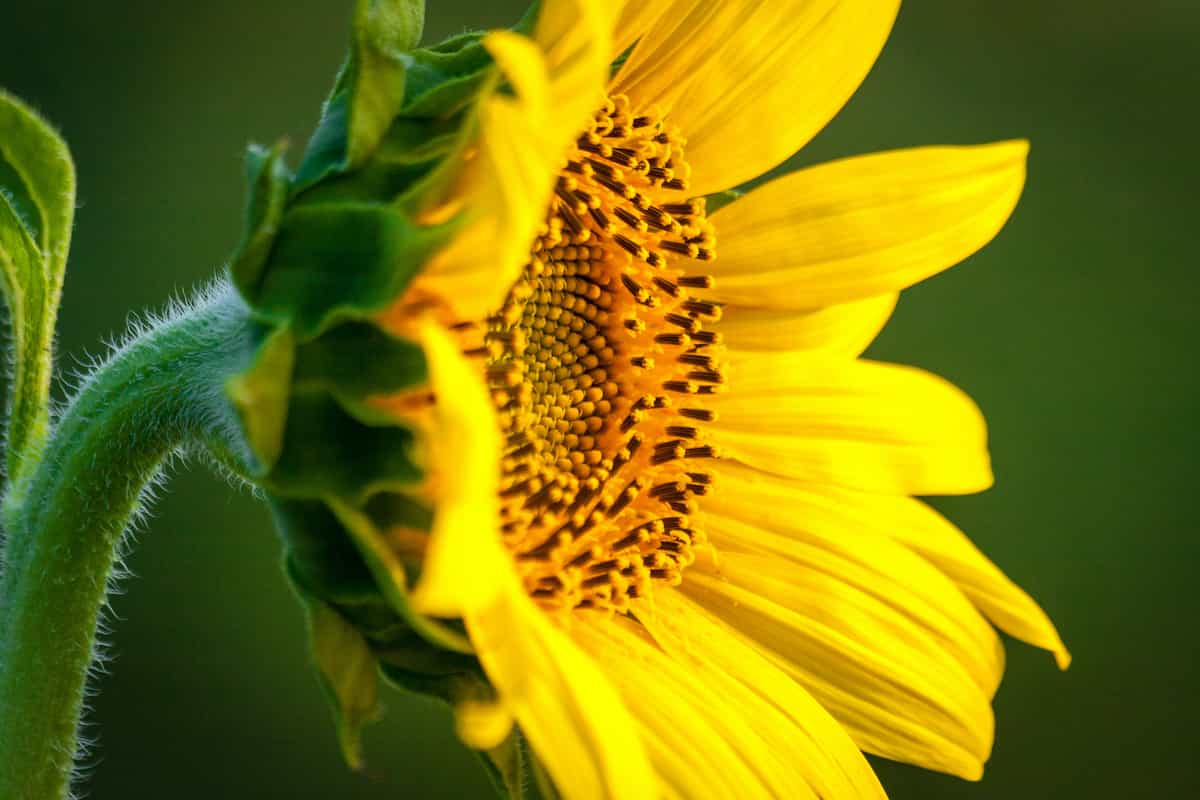 10 Edible Flowers For Cocktails: Add Some Flair To Your Drinks ...