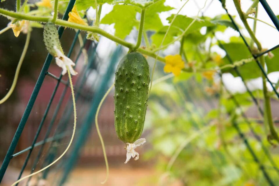 All About Green Dragon Cucumbers - Minneopa Orchards