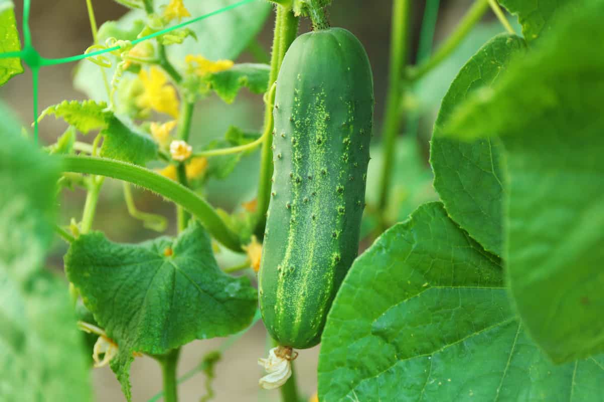 The Bush Pickle Cucumber - Minneopa Orchards