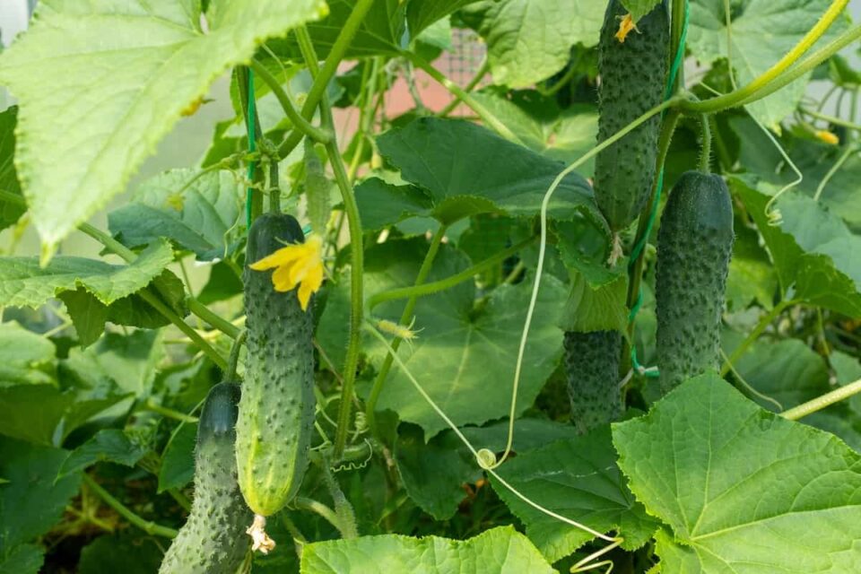 Cucumbers Minneopa Orchards