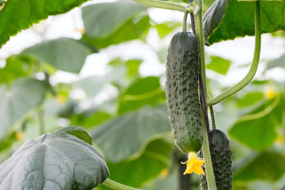 The National Pickling Cucumber - Minneopa Orchards