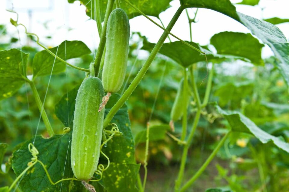 The Complete Guide to Growing Cucumbers - Minneopa Orchards