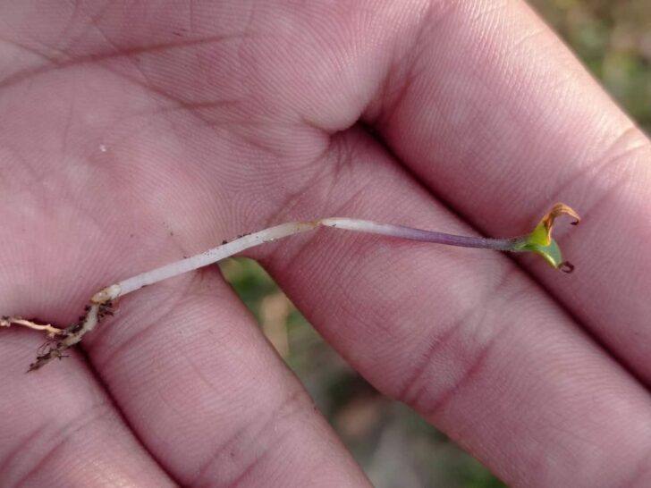 Why Are My Seedlings Dying? 11 Possible Reasons - Minneopa Orchards