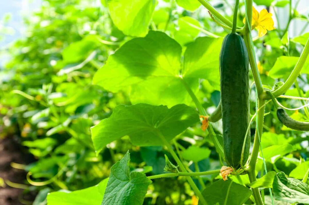 All About Fanfare Cucumbers - Minneopa Orchards