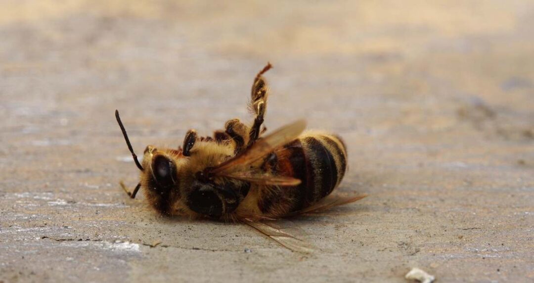 All About Nurse Bees - The Efficient Caretakers of the Hive - Minneopa ...