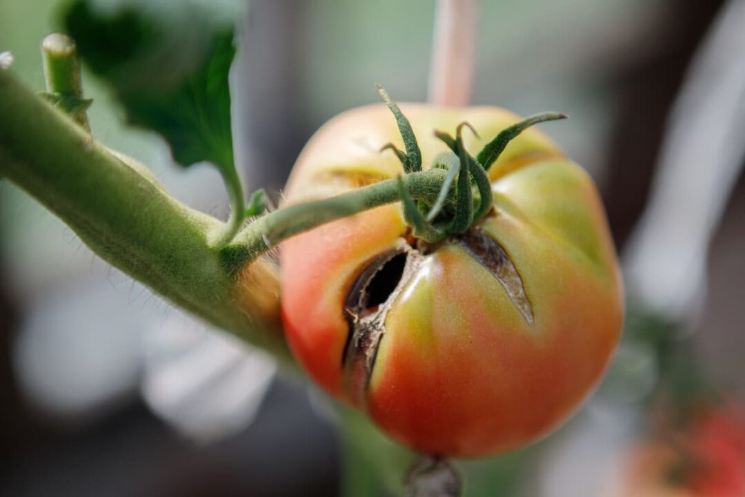 Why Are My Tomatoes Splitting? (And How Do I Prevent It?) - Minneopa ...