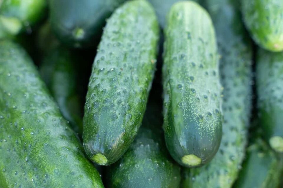 The Marketmore 76 Cucumber - Minneopa Orchards