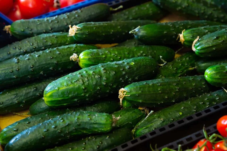 Salad Bush Cucumbers - Minneopa Orchards