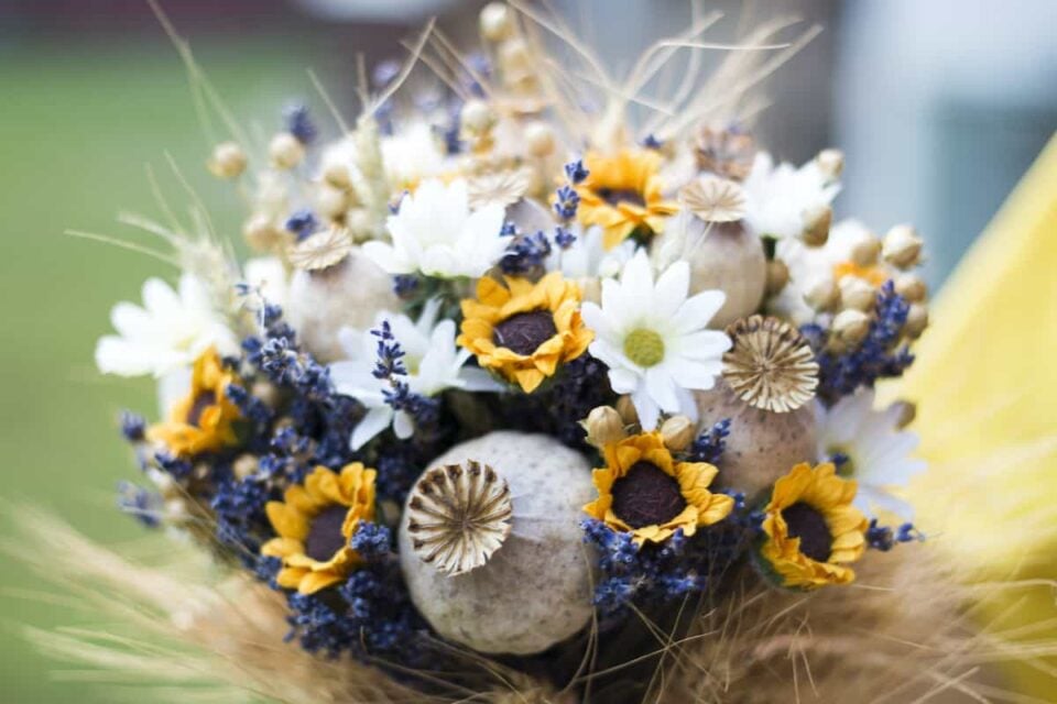 How to Dry Sunflowers - Minneopa Orchards