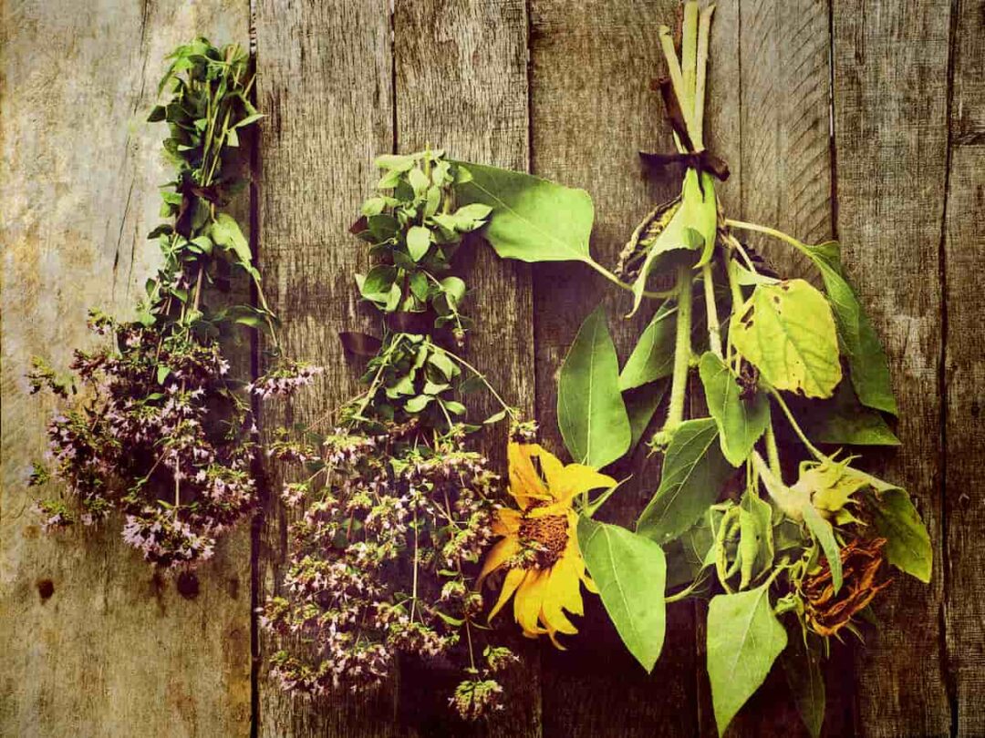 How to Dry Sunflowers - Minneopa Orchards