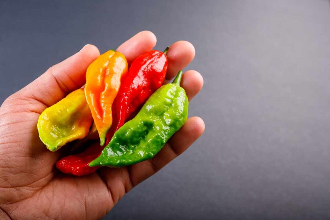 Ghost Peppers: How to Plant, Grow, and Enjoy These Super Spicy Veggies ...