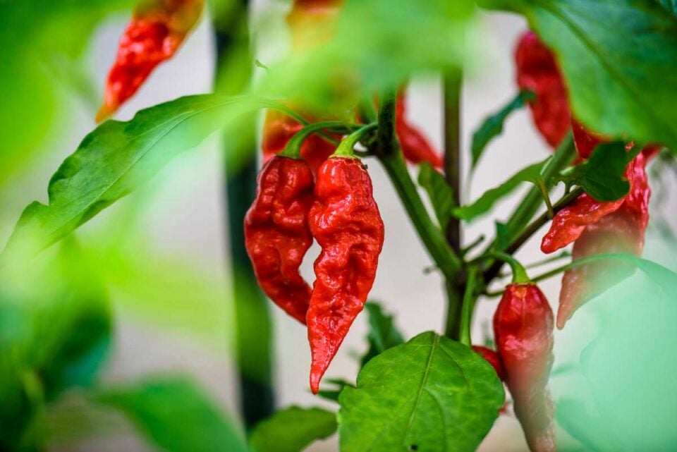 Ghost Peppers: How to Plant, Grow, and Enjoy These Super Spicy Veggies ...