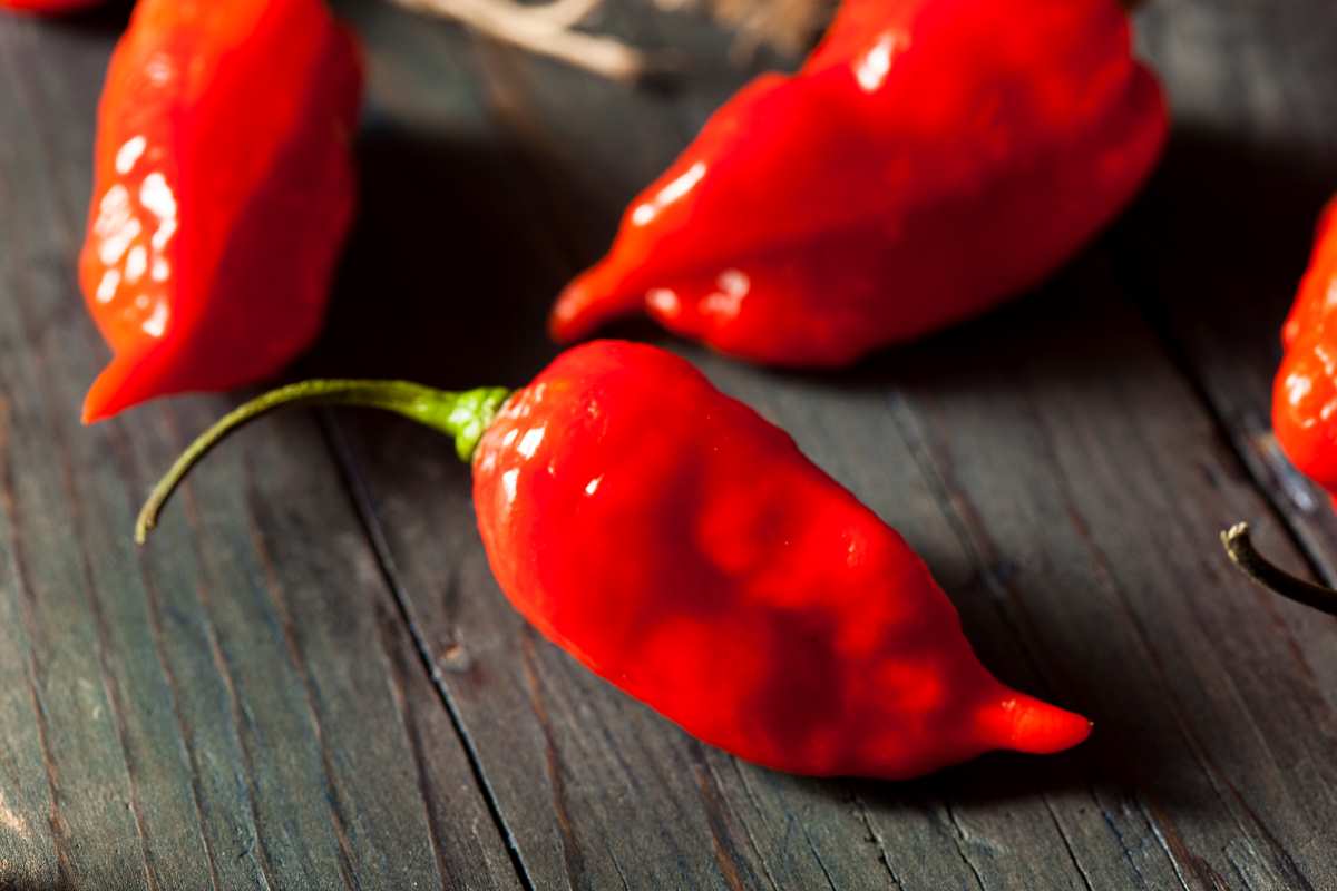 Ghost Peppers: How to Plant, Grow, and Enjoy These Super Spicy Veggies ...