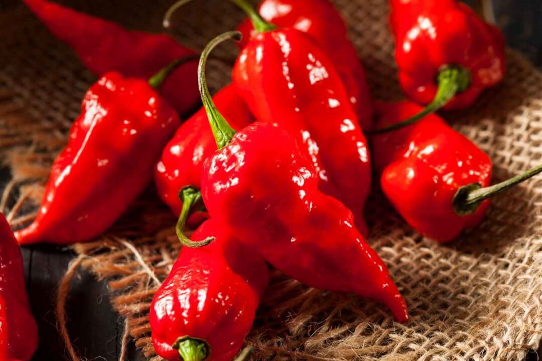 Ghost Peppers: How to Plant, Grow, and Enjoy These Super Spicy Veggies ...