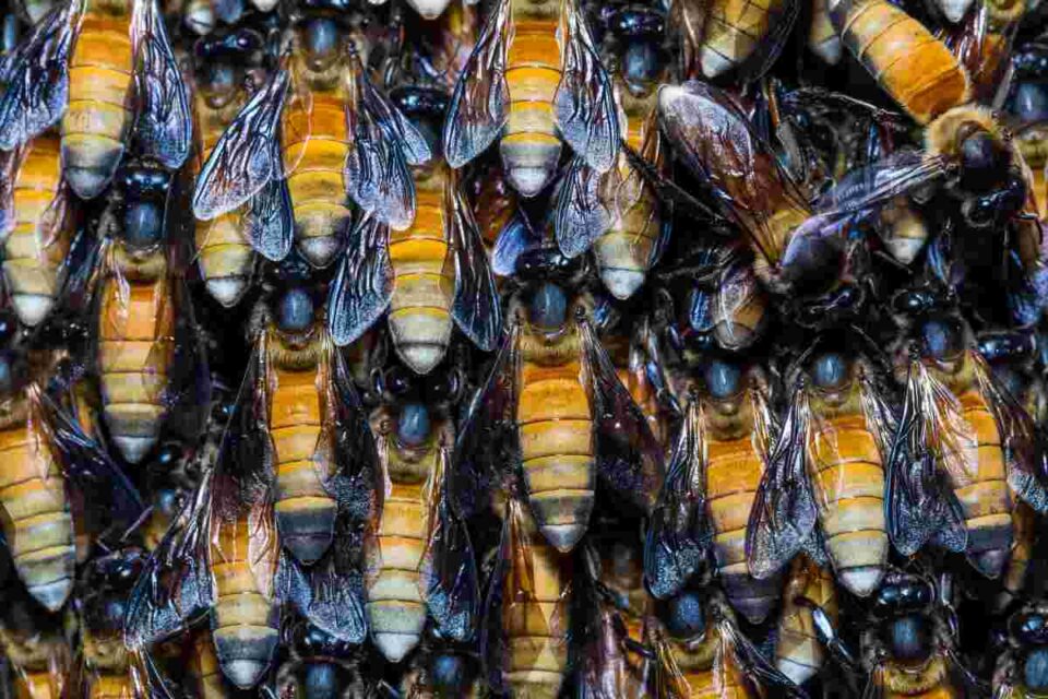 Himalayan Honey Bees: The Largest Bees in the World - Minneopa Orchards