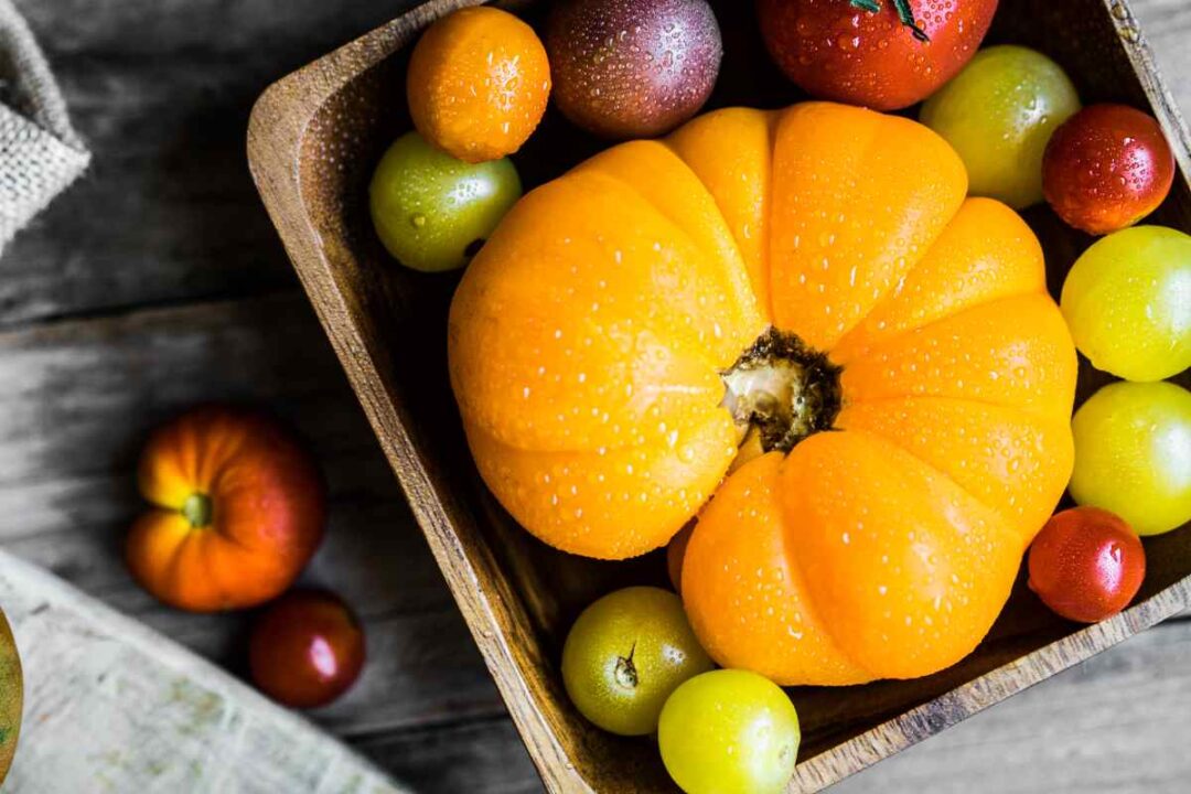 All About Planting and Growing the Gold Medal Tomato - Minneopa Orchards