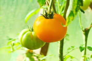 All About the Carolina Gold Tomato - Minneopa Orchards