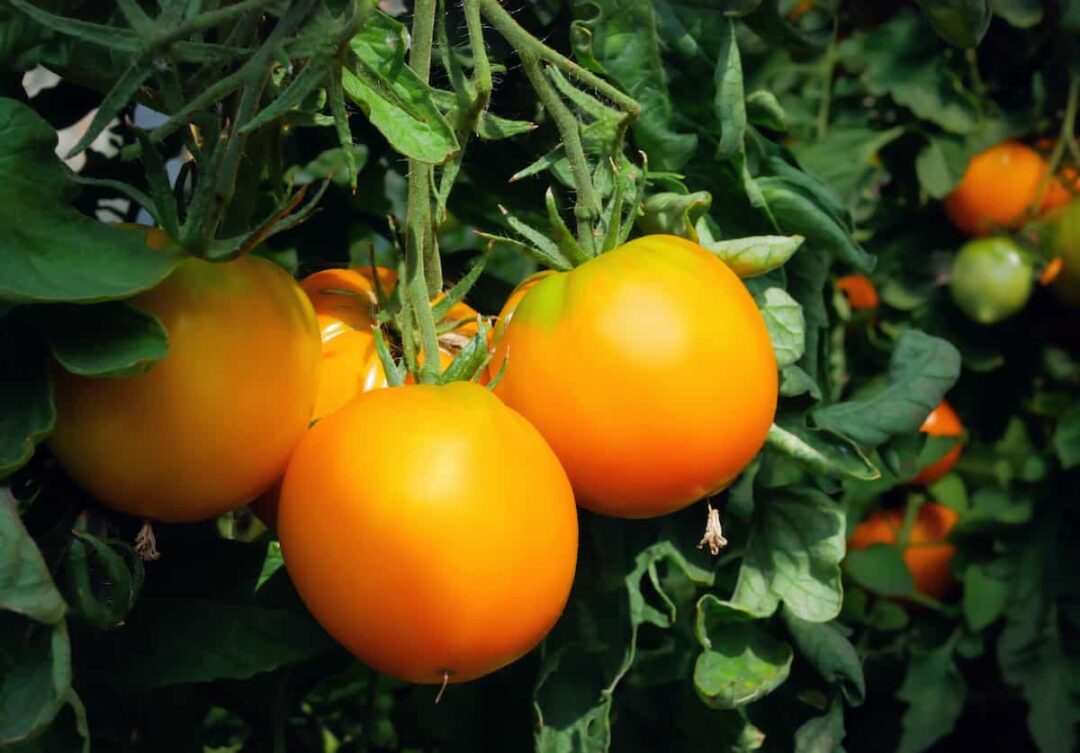 All About the Carolina Gold Tomato - Minneopa Orchards