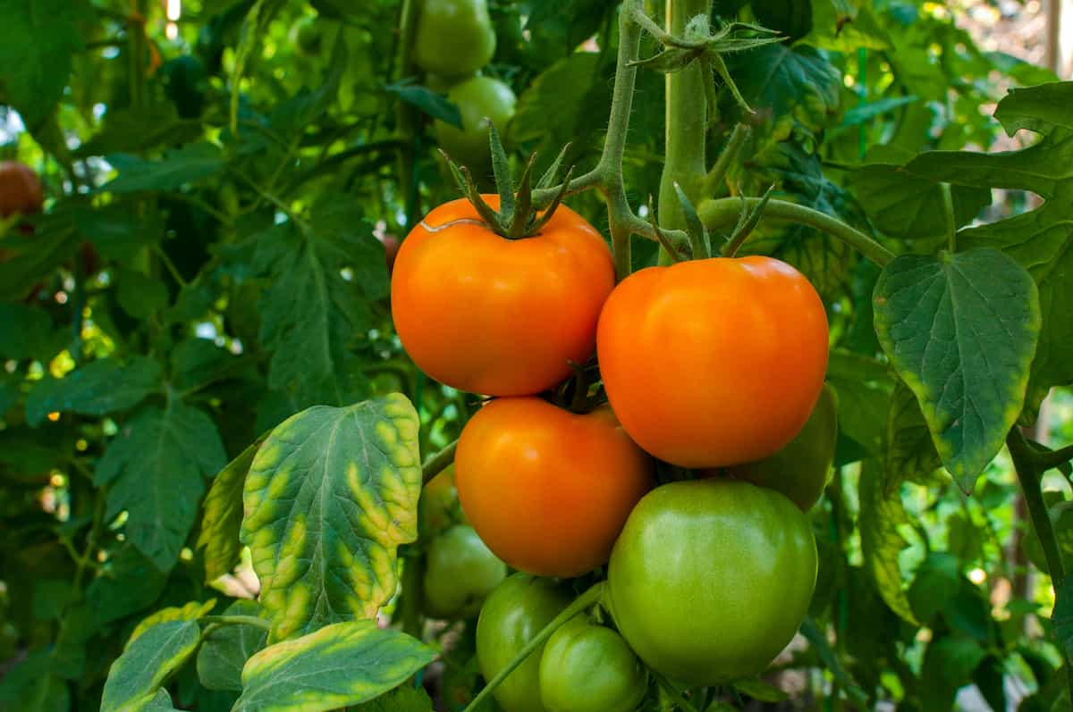 All About the Carolina Gold Tomato - Minneopa Orchards