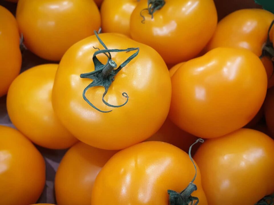 All About the Carolina Gold Tomato - Minneopa Orchards