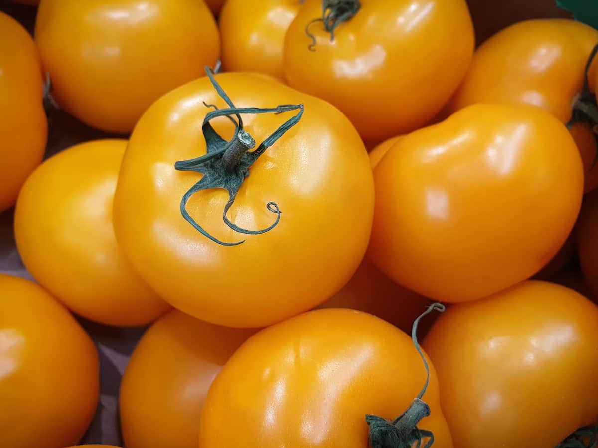 All About the Carolina Gold Tomato - Minneopa Orchards