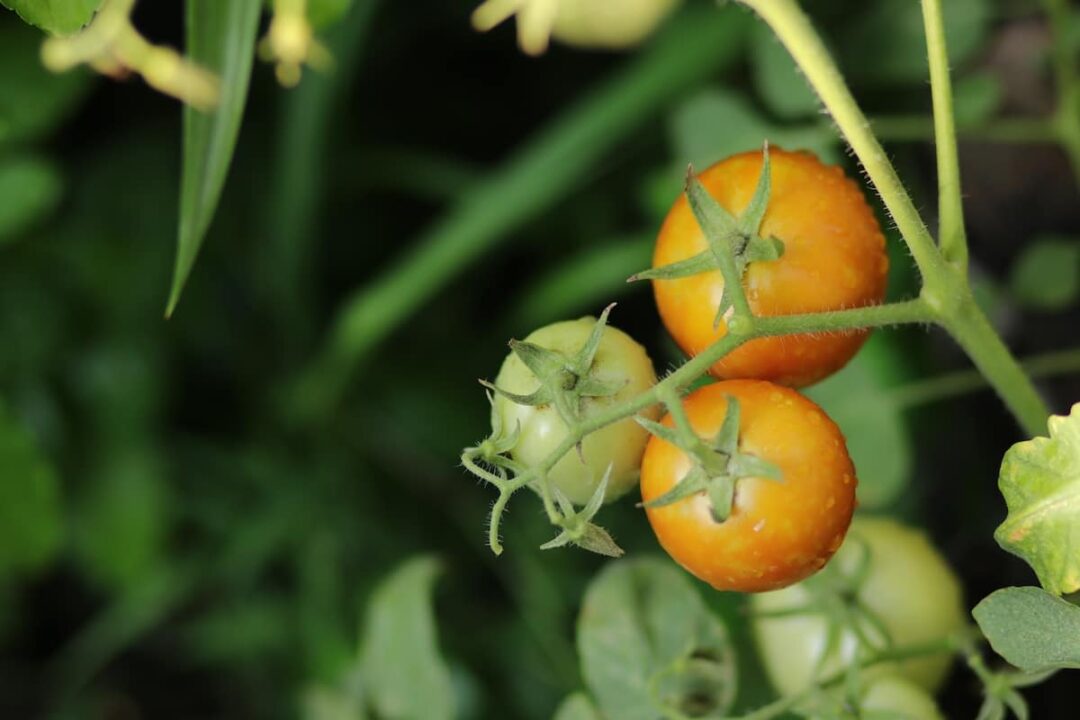 All About the Carolina Gold Tomato - Minneopa Orchards