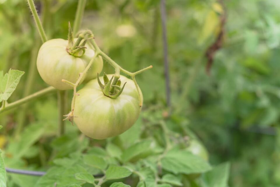 All About the Super Fantastic Tomato - Minneopa Orchards