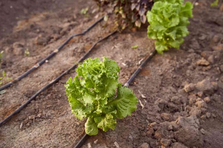 Batavia Lettuce: Everything You Need to Know About Growing This ...