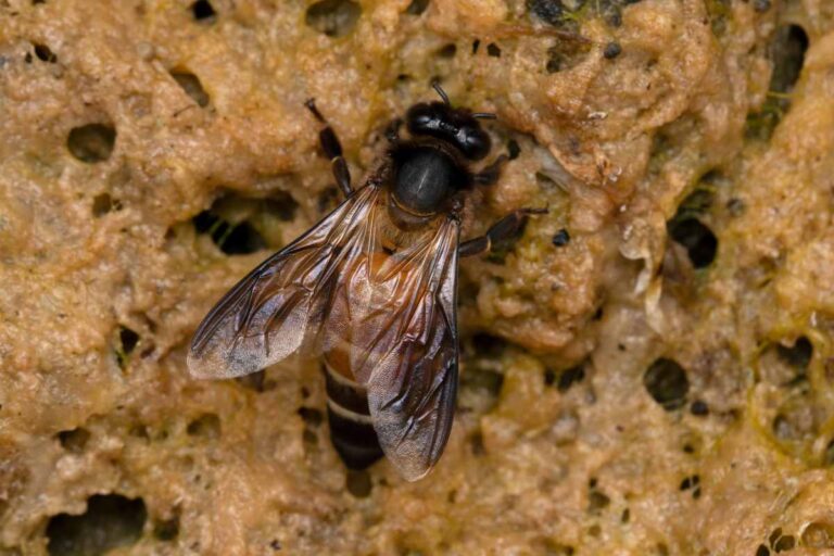 Himalayan Honey Bees: The Largest Bees in the World - Minneopa Orchards