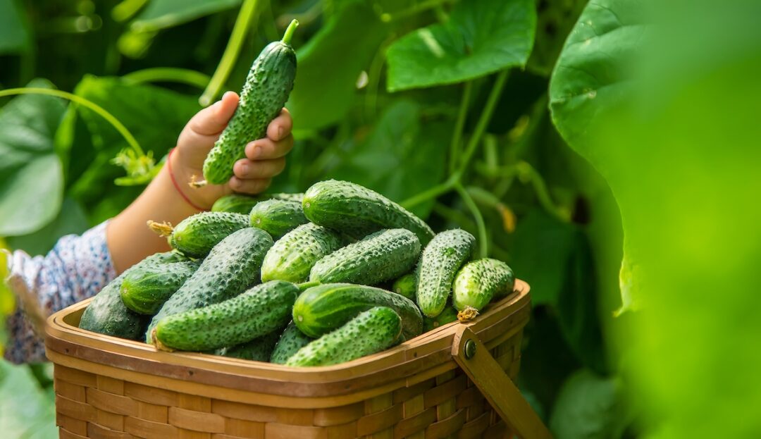 When to Pick Cucumbers for Perfect Results - Minneopa Orchards