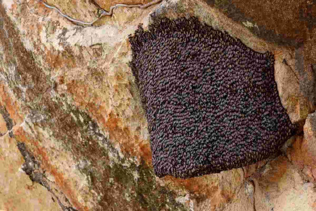 Himalayan Honey Bees: The Largest Bees in the World - Minneopa Orchards