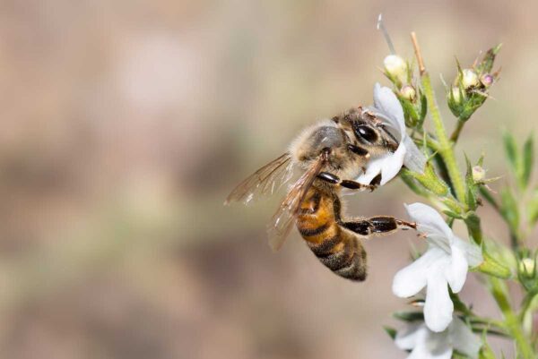 Italian Honey Bees: The Most Popular Among Beekeepers - Minneopa Orchards