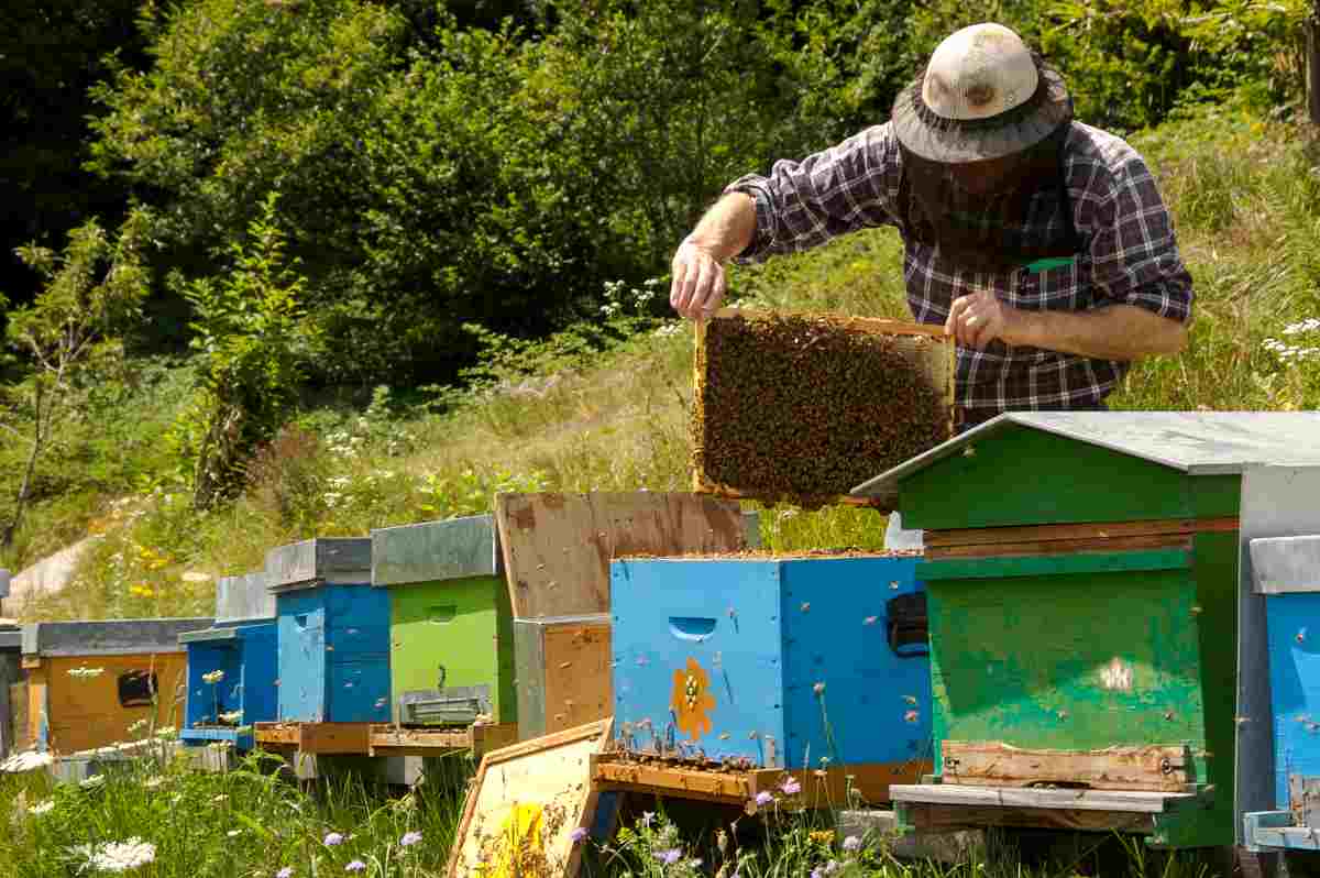 Italian Honey Bees: The Most Popular Among Beekeepers - Minneopa Orchards