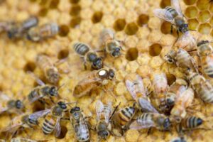 Italian Honey Bees: The Most Popular Among Beekeepers - Minneopa Orchards