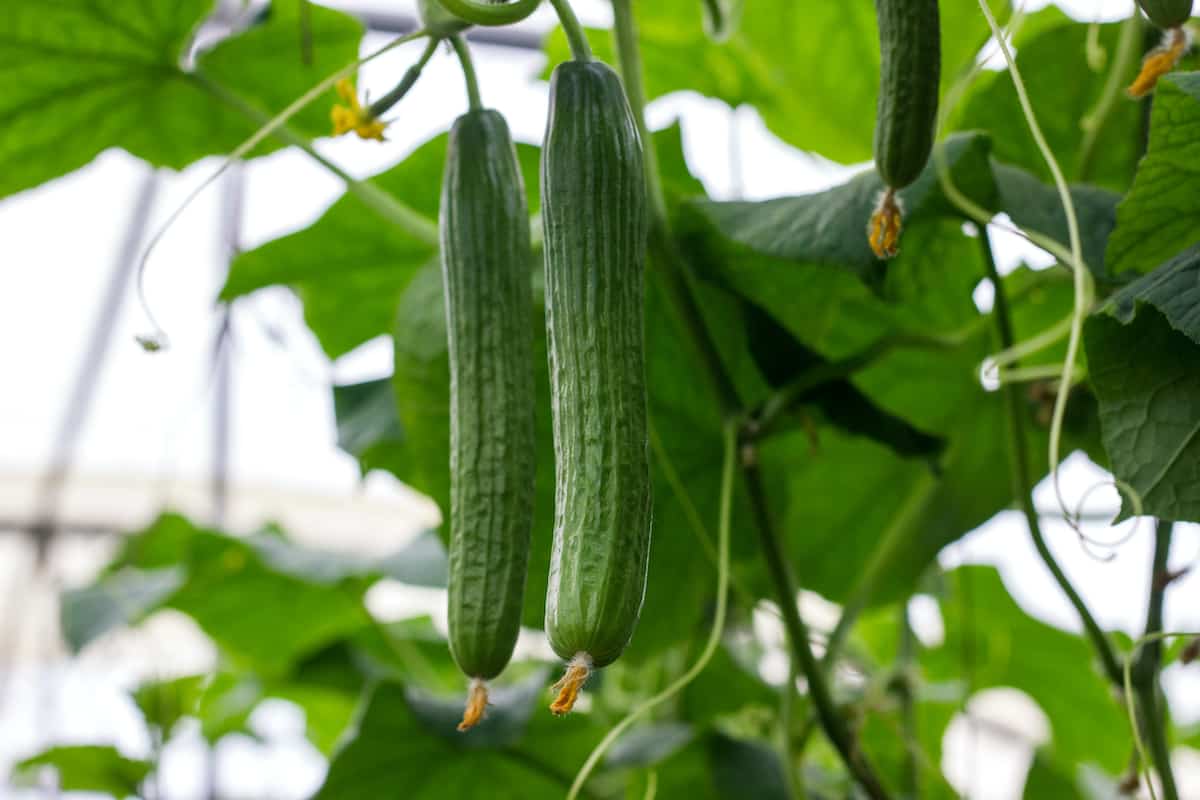 The Complete Guide to Growing Cucumbers - Minneopa Orchards