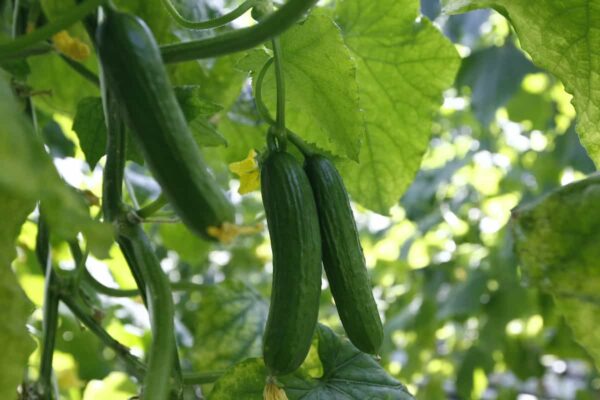 The Complete Guide to Growing Cucumbers - Minneopa Orchards