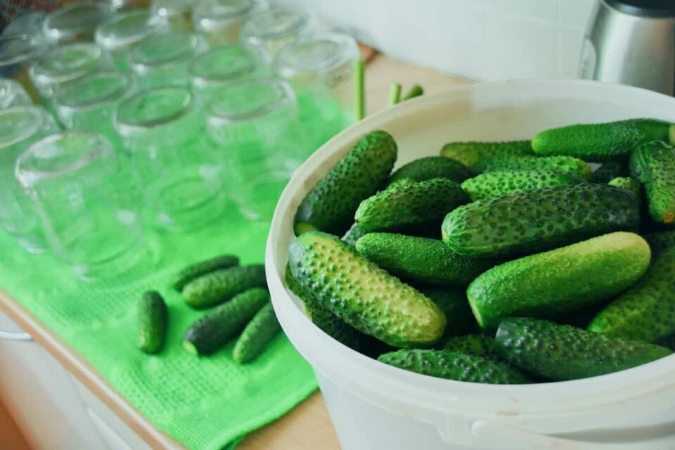 The Complete Guide to Pickling Cucumbers - Minneopa Orchards