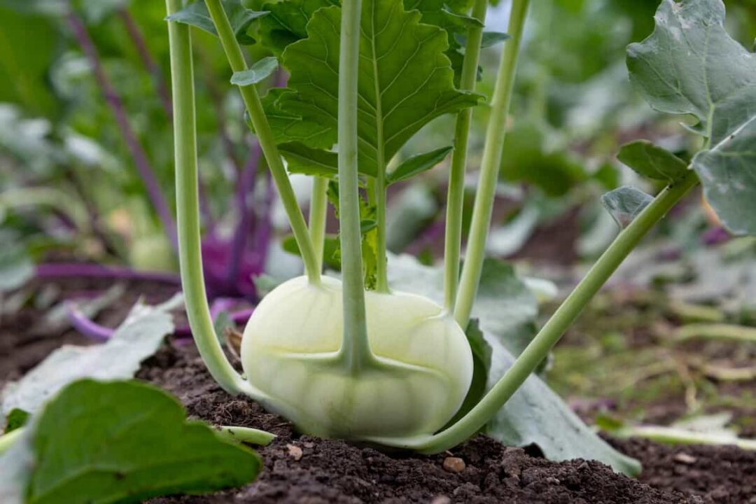 How to Plant Kohlrabi - Minneopa Orchards