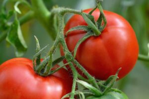 All About the Super Fantastic Tomato - Minneopa Orchards