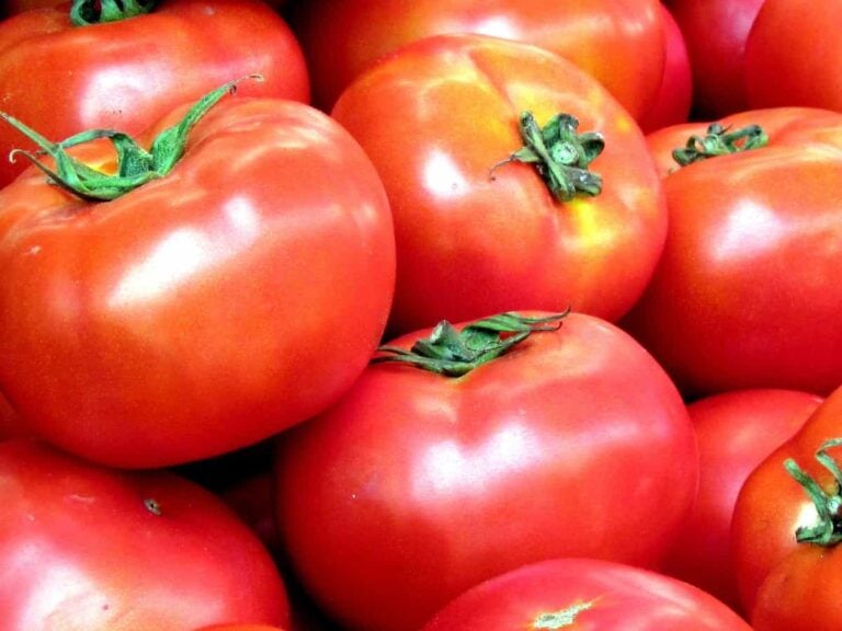 All About the Oregon Spring Tomato - Minneopa Orchards