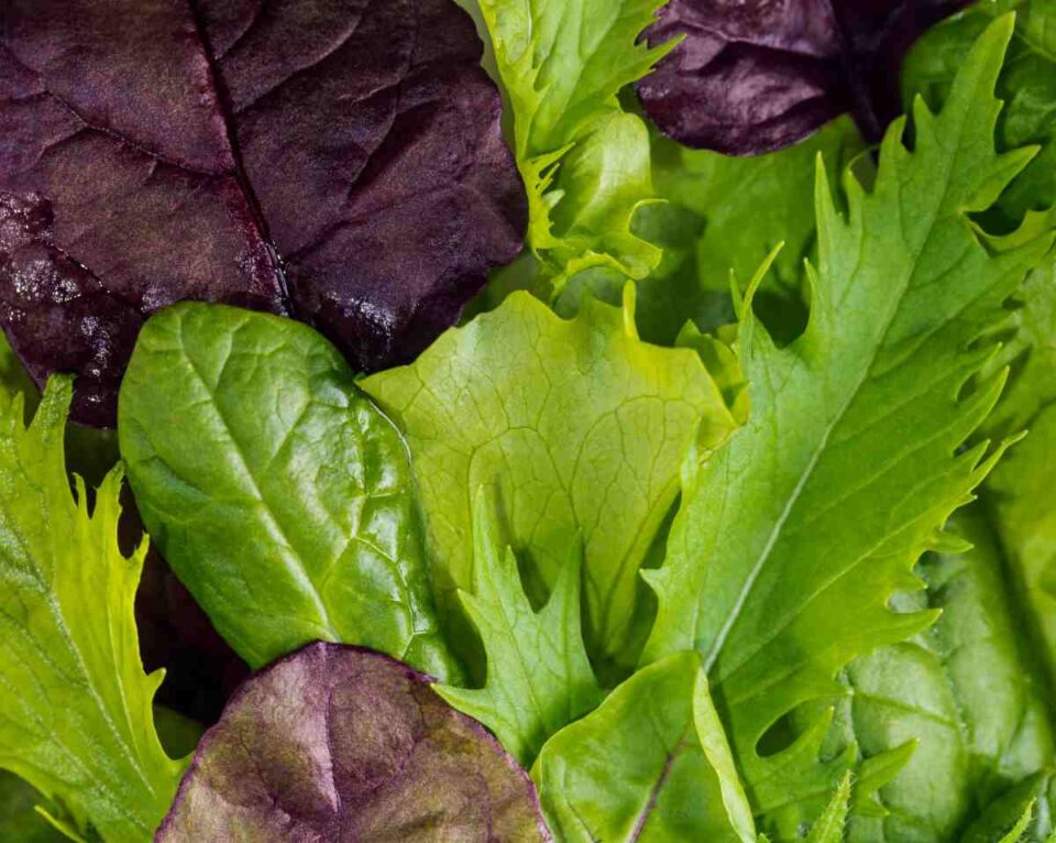 Lettuce Varieties - Minneopa Orchards