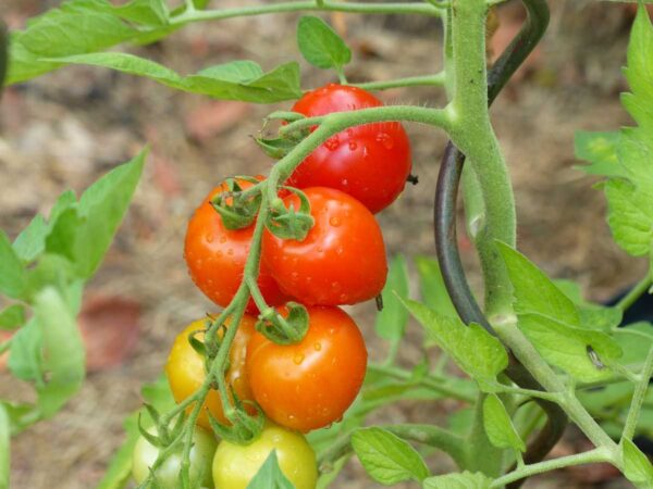All About the Mountain Magic Tomato - Minneopa Orchards