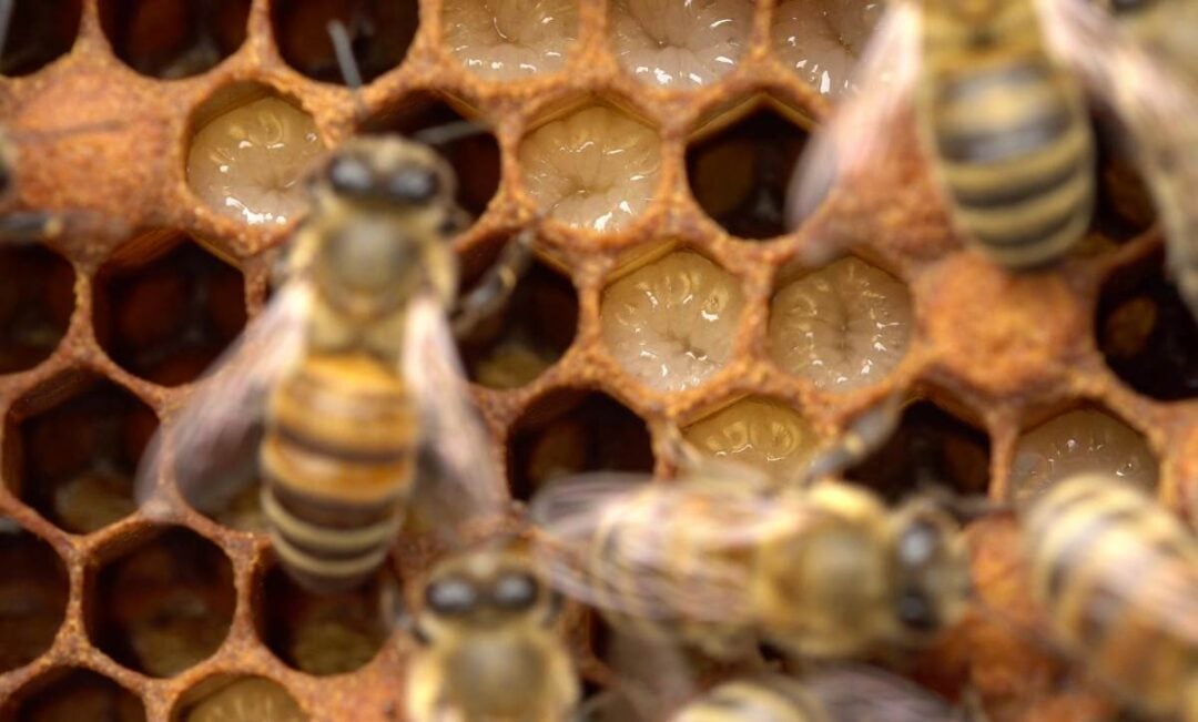 All About Nurse Bees - The Efficient Caretakers of the Hive - Minneopa ...